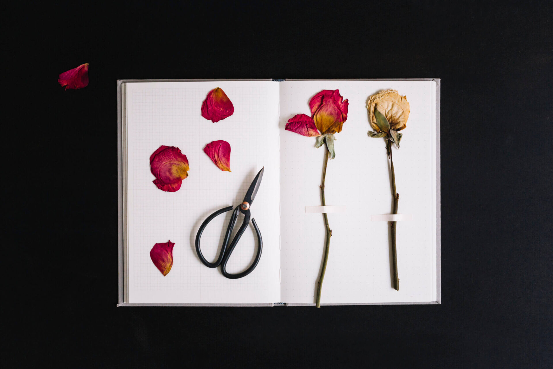 10 Surprising Uses of Rose You Never Knew